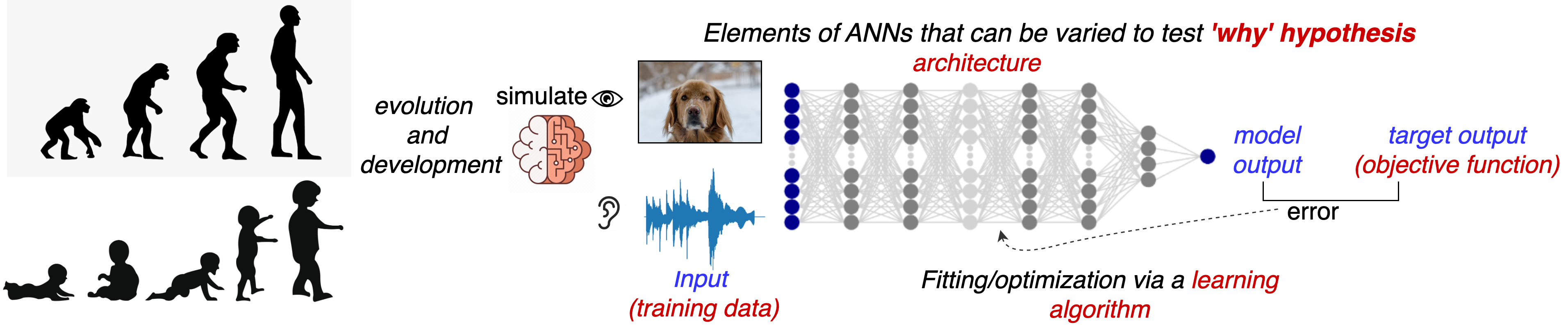 Using artificial neural networks to ask ‘why’questions of minds and brains | NeuroML